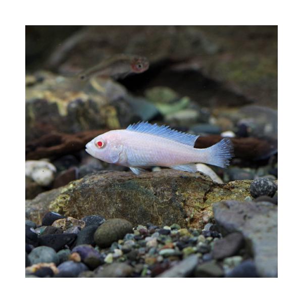 スノーホワイトシクリッド【学名】 Ｌａｂｉｄｏｃｈｒｏｍｉｓ　ｃａｅｒｕｌｅｕｓ　ｖａｒ．【最大全長】約10cm【適正水温】 22〜26℃【水質】中性〜弱アルカリ性【分布】改良品種【混泳】気性が荒く、縄張り意識を持つため、シェルター等十分に...