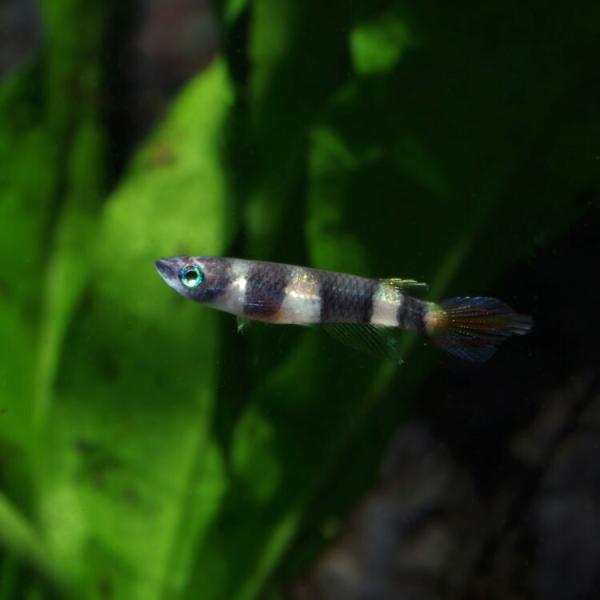 クラウンキリー (アニュレータス)【学名】 Pseudepiplatys annulatus 【最大全長】約4cm【適正水温】 20〜26℃【水質】 中性前後【分布】リベリア、ギニア【混泳】温和な為、混泳可能です【当店の与えている餌】人工飼...