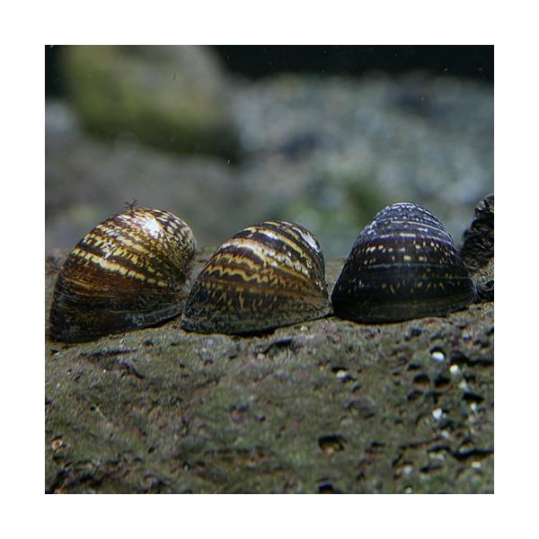 【 学名 】  Ｎｅｒｉｔｉｎａ 　 ｐｕｌｌｉｇｅｒａ   【 最大 全長 】  約 3 cm   【 適正 水温 】  10 〜 26 ℃   【 水質 】  弱酸性 〜 弱 アルカリ 性   【 分布 】  奄美 諸島 以南   【 ...