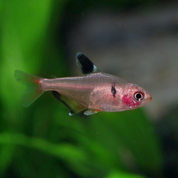 【学名】　Hyphessobrycon callistus callistus【最大全長】　4ｃｍ【分布】　ブラジル・アマゾン河【水温】　23〜26℃【水質】　弱酸性〜中性【餌】　生餌（冷凍）・乾燥飼料・人工飼料【混泳】　注意が必要【特徴】...