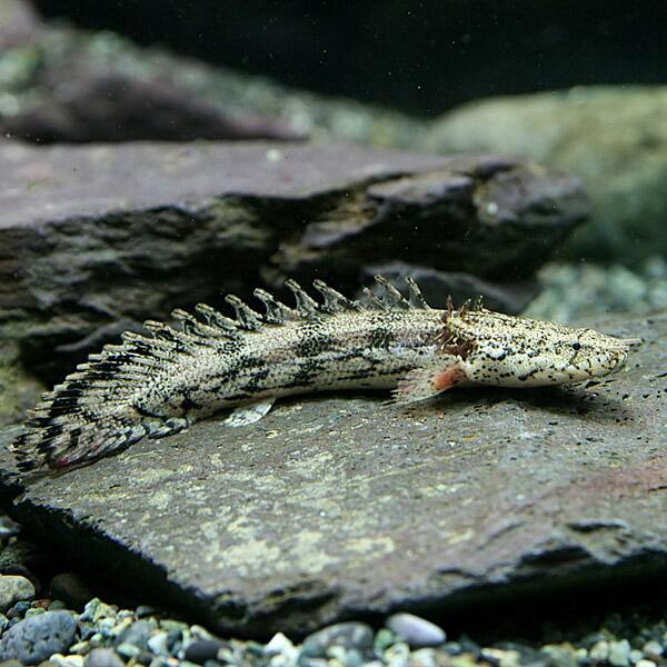 【学名】　Polypterus endlicheri endlicheri 【最大全長】　約 70 cm  （ 飼育 下 で は 45 ｃｍ 以上 ） 【分布】　西 〜 中央 アフリカ の 河川 や 湖沼 【水温】　 22 〜 26 ℃