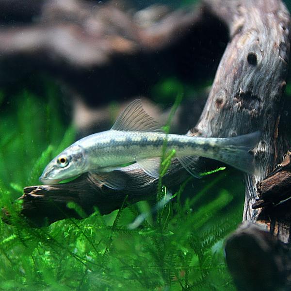 アルジイーター