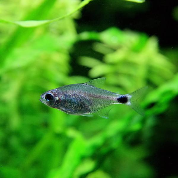 【学名】Characidae sp   【最大全長】3ｃｍ   【分布】ブラジル   【水温】22〜27℃   【水質】弱酸性〜中性   【餌】生餌　冷凍赤虫　乾燥飼料　人工飼料　   【混泳】可能です。   【特徴】尾ビレの付け根に黒と白...