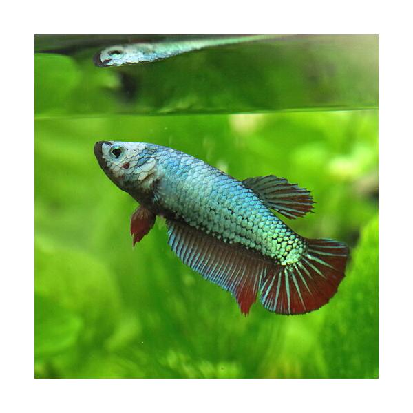 【学名】　Beta splendens var.【最大全長】　5ｃｍ【分布】　改良品種【水温】　20〜30℃【水質】　弱酸性〜中性【餌】　生餌（冷凍）・乾燥飼料・人工飼料【混泳】　不可【特徴】　メタリックを基調とした色彩的にも非常に美しい種...