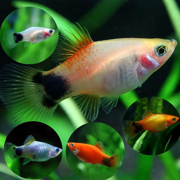 ミックスミッキーマウス　【 特徴 】尾の付け根にミッキーマウス模様が入る非常に人気の高いプラティの一種です。飼育は容易ですが、白点病にややかかりやすい面があります。PHの低い水質は状態が崩れやすくなる為、定期的な水換えが必要になります。飼育...