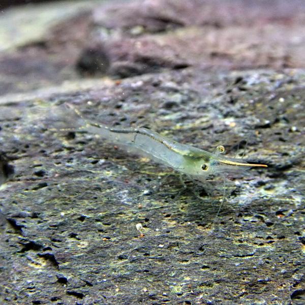 【学名】Ｃａｒｉｄｉｎａ　ｇｒａｃｉｌｉｒｏｓｔｒｉｓ【最大全長】約4cm【適正水温】 20〜26℃【水質】 弱酸性〜中性【分布】インド【混泳】サイズの同じ位のエビ、捕食しない魚と混泳可能です【当店の与えている餌】エビ力【その他オススメな餌...
