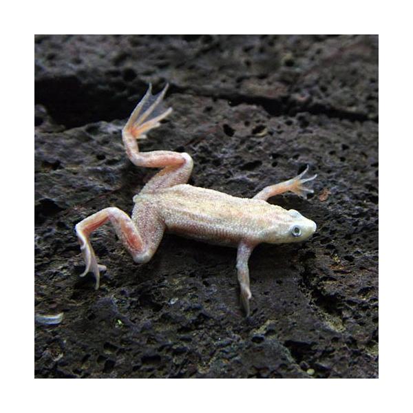 【学名】Hymenochirus boettgeri　var.【最大全長】約4cm【適正水温】 22〜26℃【水質】中性【分布】改良品種【混泳】温和な為、魚とも混泳可能です【当店の与えている餌】冷凍赤虫【その他オススメな餌】人工飼料、小型巻...