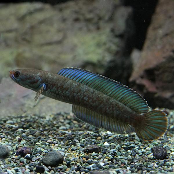 【学名】Channa Andro【最大全長】約12cm【適正水温】 22〜28℃【水質】 弱酸性〜中性 【分布】インド【混泳】十分な餌と隠れ家があれば可能ですが、小さいサイズの魚は不可です【当店の与えている餌】冷凍赤虫【その他オススメな餌】...