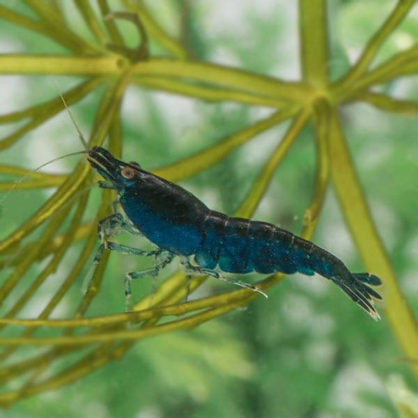【 学名 】Ｎｅｏｃａｒｉｄｉｎａ 　 ｄｅｎｔｉｃｕｌａｔａ 　 ｓｉｎｅｎｓｉｓ 　 ｖａｒ .