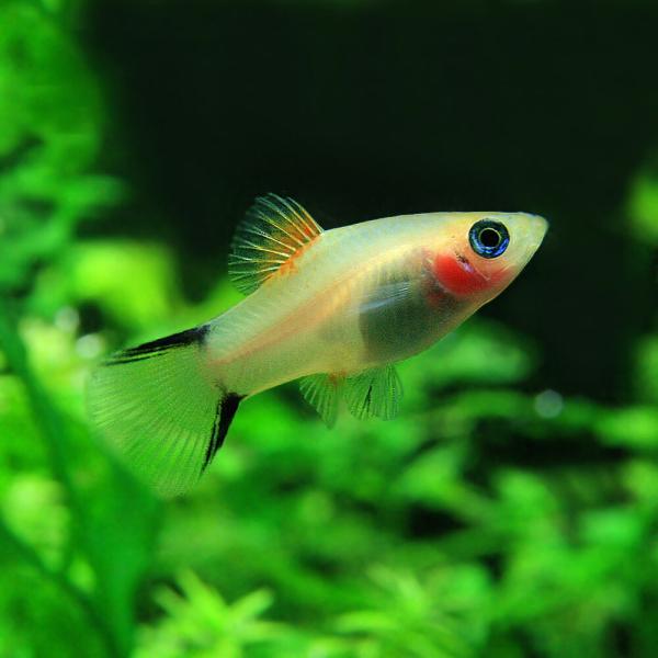 【学名】　Xiphophorus maculatus var.【最大全長】　5ｃｍ【分布】　改良品種【水温】　20〜26℃【水質】　中性〜弱アルカリ性【餌】　生餌（冷凍）・乾燥飼料・人工飼料【混泳】　可能【特徴】　初心者にもなじみ深い卵胎生...