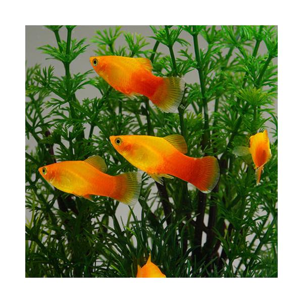 【学名】　Xiphophorus maculatus var.【最大全長】　5ｃｍ【分布】　改良品種【水温】　20〜26℃【水質】　中性〜弱アルカリ性【餌】　生餌（冷凍）・乾燥飼料・人工飼料【混泳】　可能【特徴】　初心者にもなじみ深い卵胎生...