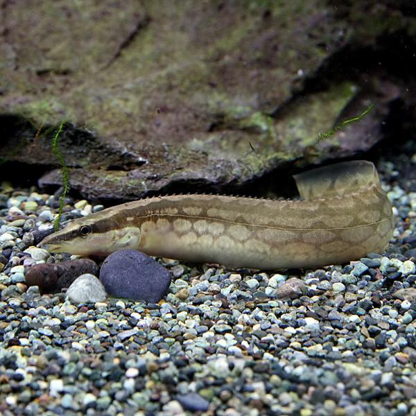 【学名】Mastacembelus armatus 【最大全長】約70cm【適正水温】 22〜26℃【水質】 弱酸性〜中性 【分布】パキスタン、ミャンマー、タイ、マレーシア、ベトナム【混泳】同サイズの遊泳層が異なる種類と可能です。口に入るサ...