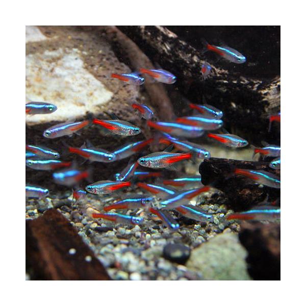 【学名】　Paracheirodon innesi【最大全長】　4ｃｍ【分布】　アマゾン河【水温】　23〜26℃【水質】　弱酸性〜中性【餌】　生餌（冷凍）・乾燥飼料・人工飼料【混泳】　可能【特徴】　熱帯魚の代表種で、現在は中国や東南アジア諸...