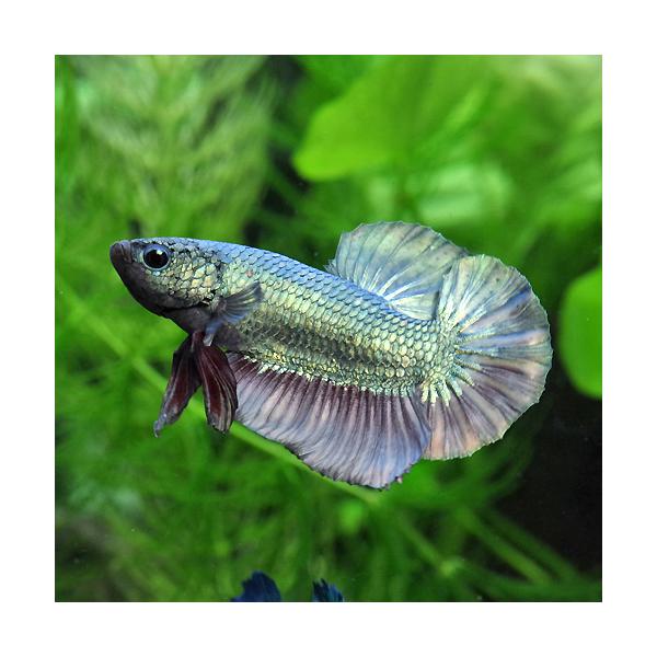 カラーは入荷個体時により異なります。青系もしくは赤系になります。はっきりした色、単一色のことはありません。ご指定はお受け致しかねます。【学名】　Beta splendens var.【最大全長】　6ｃｍ【分布】　改良品種【水温】　20〜30...