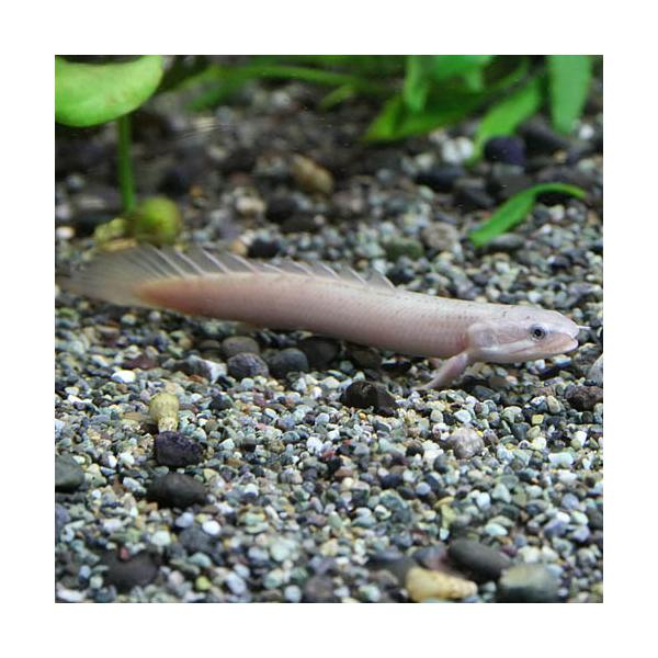 【学名】　Polypterus senegalus【最大全長】　40ｃｍ【分布】　アフリカ【水温】　23〜30℃【水質】　弱酸性〜中性【餌】　生餌（冷凍）・乾燥飼料【混泳】　不可【特徴】　東南アジアで養殖されている為、ポリプテルスの中で一番...