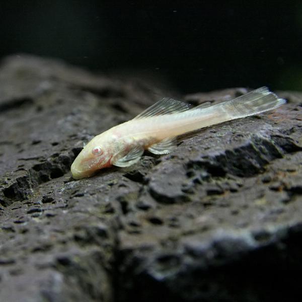 【学名】　Ancistrus sp. Var.【最大全長】　8ｃｍ【分布】　改良品種【水温】　20〜26℃【水質】　弱酸性〜中性【餌】　生餌（冷凍）・乾燥飼料・人工飼料【混泳】　可能【特徴】　ミニブッシープレコのアルビノ個体。体色は黄色っぽ...