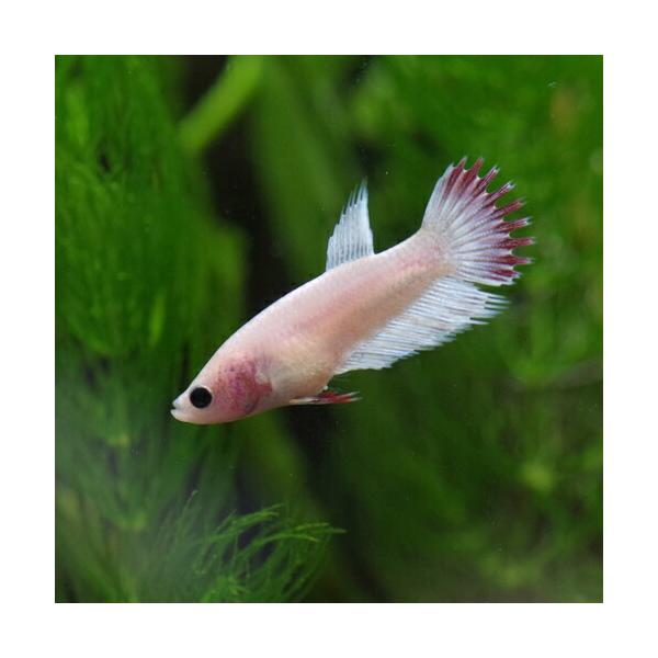 【学名】　Beta splendens var.【最大全長】　6ｃｍ【分布】　改良品種【水温】　20〜30℃【水質】　弱酸性〜中性【餌】　生餌（冷凍）・乾燥飼料・人工飼料【混泳】　不可【特徴】　背びれや尾びれを広げた様がとても美しく、王冠（...