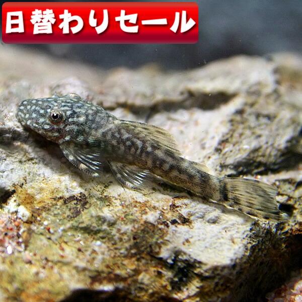 【学名】　Ancistrus sp.【最大全長】　8ｃｍ【分布】　アマゾン河【水温】　20〜26℃【水質】　弱酸性〜中性【餌】　生餌（冷凍）・乾燥飼料・人工飼料【混泳】　可能【特徴】　比較的小さな種のブッシープレコ。東南アジアやヨーロッパか...