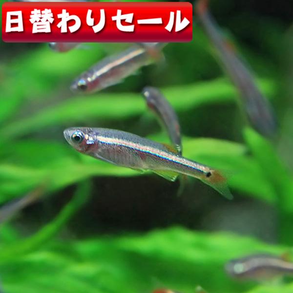 【 学名 】 Tanichthys albonubes  【 最大 全長 】 3 ｃｍ  【 分布 】 中国 ： 広東省  【 水温 】 20 〜 26 ℃  【 水質 】 弱酸性 〜 中性  【 餌 】 乾燥 飼料 ・ 人工 飼料  【 ...