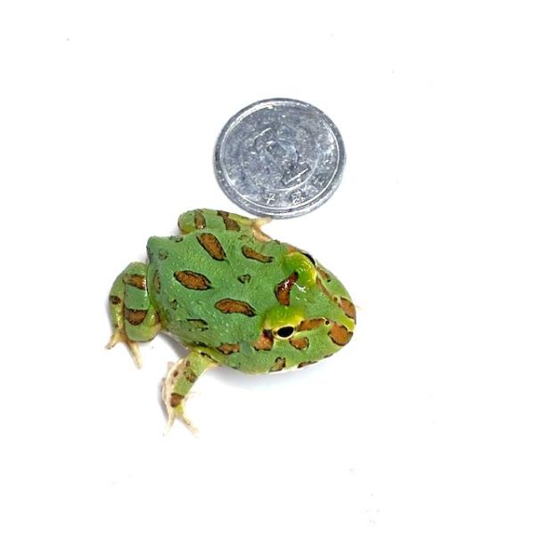 【死着補償】あり　※一点もの個体は返金となります。※夏季、冬季は午前中配達可能地域に限ります。午後〜翌々日地域は「死着補償対象外」となります。予めご了承下さい。◆北海道、九州、岡山県、山口県、島根県、鳥取県、広島県への「生体」の発送は翌々日...