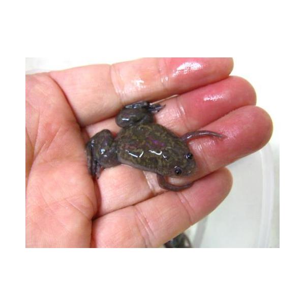 ●クール便の為、他の活きエサとの同梱不可。※雑魚、スジエビ、イトメ、ヒメダカの同梱は可能です。 ◆北海道、九州、四国、岡山県、山口県、島根県、鳥取県、広島県への「生体」の発送は翌々日配達地域となる為、【死着補償】をしておりません。予めご了承...