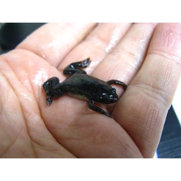 ●クール便の為、他の活きエサとの同梱不可。※雑魚、スジエビ、イトメ、ヒメダカの同梱は可能です。 ◆北海道、九州、四国、岡山県、山口県、島根県、鳥取県、広島県への「生体」の発送は翌々日配達地域となる為、【死着補償】をしておりません。予めご了承...