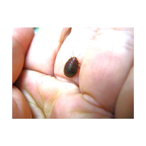 ※店舗併売の為、在庫に誤差が生じる事もございます。予めご了承下さい。【死着補償】あり　※一点もの個体は返金となります。◆生体の負担を考慮し翌日配達可能な地域でお願いしております。◆夏季、冬季は午前中配達可能地域に限ります。午後〜翌々日地域は...