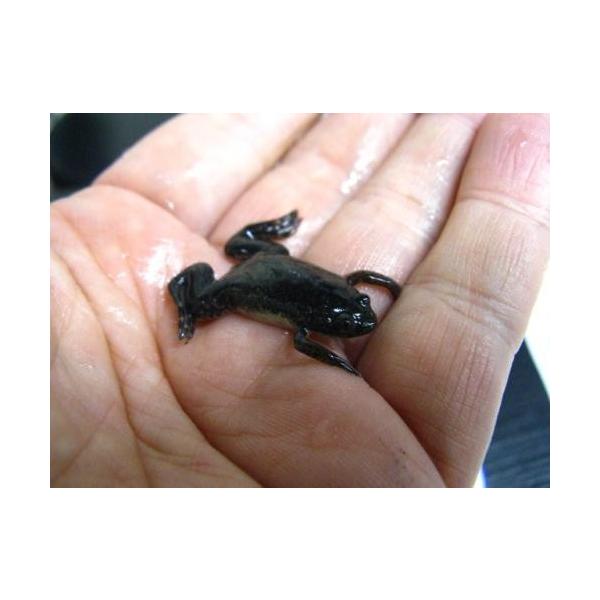 ※複数入荷の為、良い個体から発送致します。※雌雄は選べません。※店舗併売の為、在庫に誤差が生じる事もございます。予めご了承下さい。【死着補償】あり　※一点もの個体は返金となります。◆生体の負担を考慮し翌日配達可能な地域でお願いしております。...