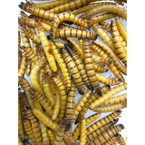 【解凍方法】◆キッチンペーパーに載せパネルヒーター等で保温解凍。◆別のジプロック等に移して40℃前後のお湯に浮かす。◆解凍後はお早めに使用して下さい。2-3か月保存が最適。再冷凍は不可。※充分に解凍してから生体に与えて下さい。 ■発送の注意...