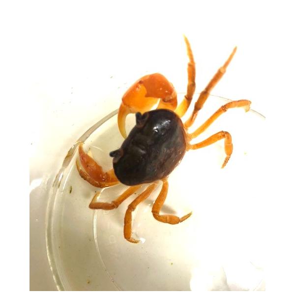 ※雌雄判別不可※店舗併売の為、在庫に誤差が生じる事もございます。予めご了承下さい。【死着補償】あり　※一点もの個体は返金となります。◆生体の負担を考慮し翌日配達可能な地域でお願いしております。◆夏季、冬季はなるべく早めのお受取をお願いしてお...