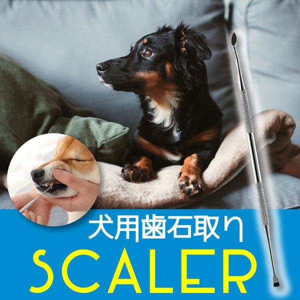 【商品名】犬用歯石取り スケーラー【サイズ】約21.3cm【この商品の特徴】■お家で簡単にワンちゃんの歯石が取れるスケーラー!■2タイプの先端で、ワンちゃんのお口のケアができます。■刃先が幅広タイプなので愛犬・愛猫の歯石もしっかりと短時間で...