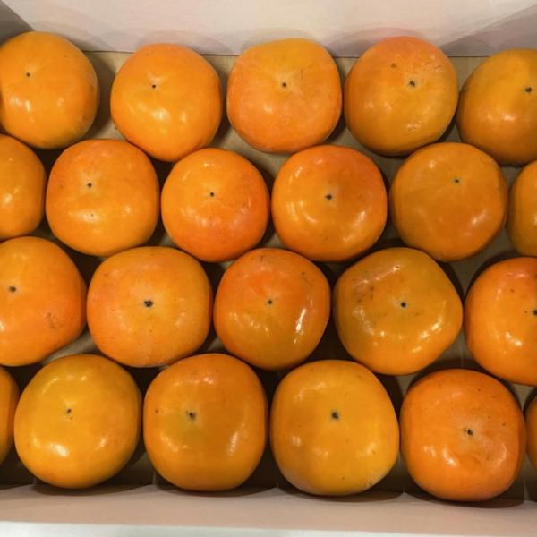 柿の名産地より旬な品種をお届けします西村早生　伊豆早生　早秋柿　太秋柿　松本早生　早生富有　富有柿など1箱約5キロどの品種が届くかはお楽しみください