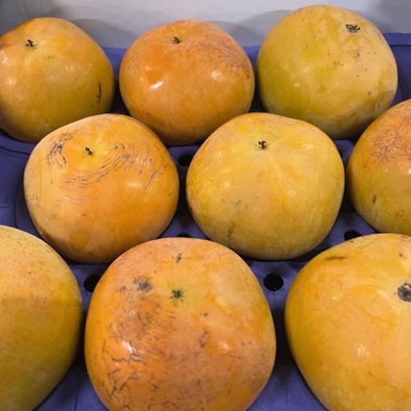 サクサク食感に強い甘み本場熊本産もしくは柿の名産地福岡産です1箱約3キロ贈り物にも最適です