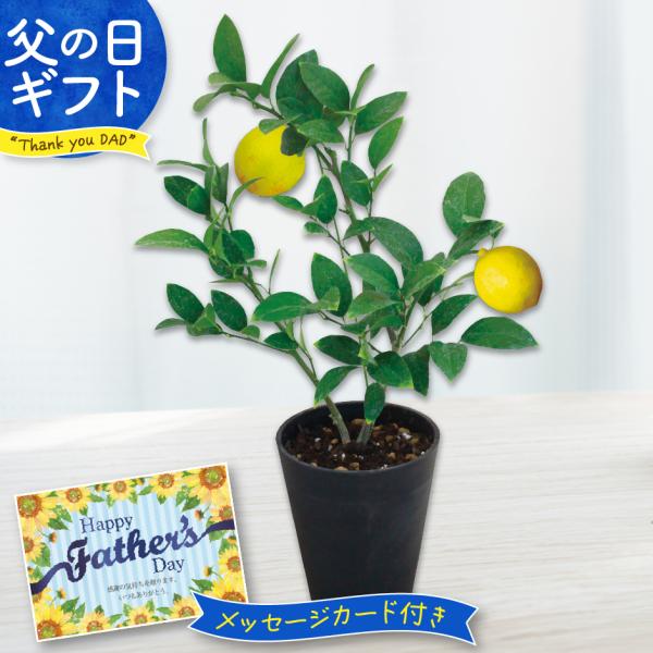 自宅で開花から実の収穫まで楽しめます。果樹を育てる面白さをぜひご堪能ください。※レモンは花又は小さな青い実の状態でお届けします　※レモンは成長の過程で自然に花や実を落とします