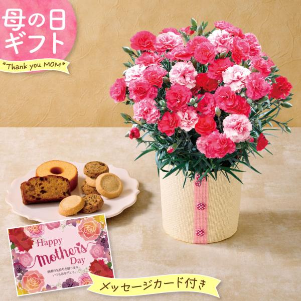 さまざまなピンク色が楽しめる八重咲きのカーネーションと「パティスリーキハチ」の焼菓子をセットでお届けします。カーネーション５号鉢、アソートＢＯＸ