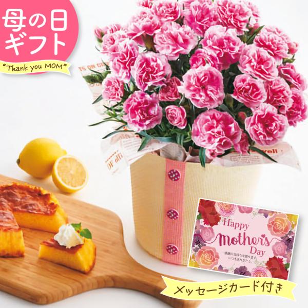 カーネーション鉢植え「ティーパーティ」と瀬戸内レモンで爽やかさを加えたカステラのセットです。瀬戸内レモンのしっとりカステラ×１（直径１４ｃｍ）、カーネーションティーパーティ５号鉢
