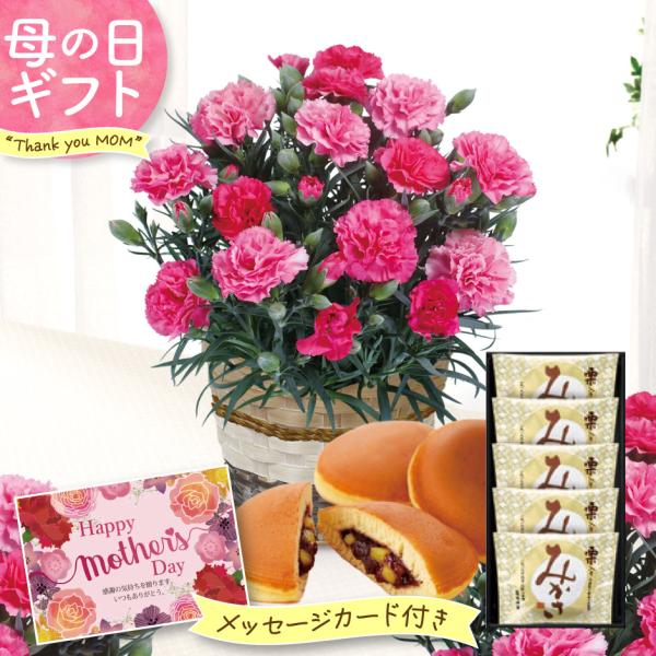 グラデーションが楽しめる　咲き始めの濃いピンクから淡いピンクへと移ろう愛らしいカーネーション。グラデーションがお楽しみいただけます。※カゴのデザインが変更になる場合がございます