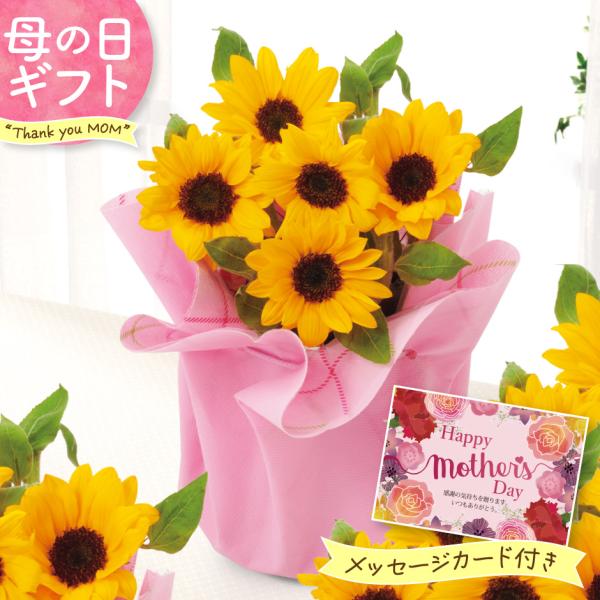 母の日に太陽のように明るい元気になるひまわりはいかがでしょうか。ひまわり４.５号鉢幅（単位：cm）13.5高さ（単位：cm）25