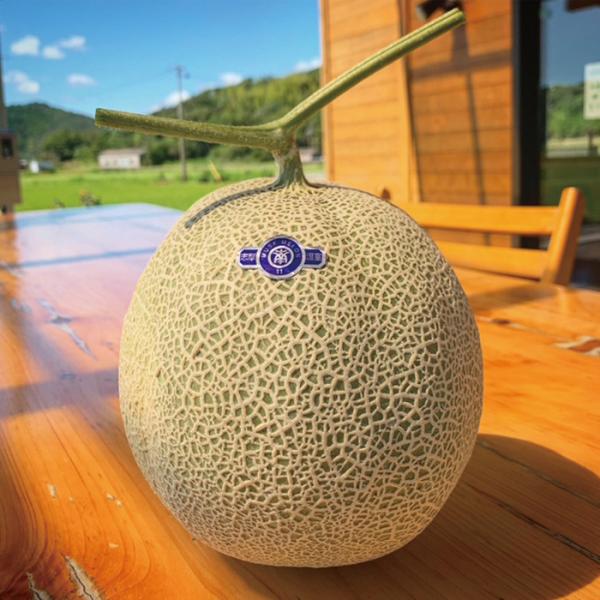【2026年お中元・ポイント10倍】16-01 川口農園 南張メロン F590