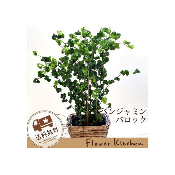 ベンジャミン　バロック　葉がくるくるの品種です■商品サイズ…ベンジャミンバロック高さ50〜60センチカゴ上面16センチ×16センチ　カゴ下面10センチ×10センチ◆送料について本州・四国へのお届けは送料無料です。北海道・九州へのお届けは遠方...