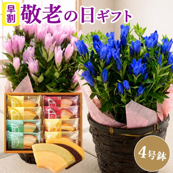 【発売日：2026年07月31日】当店通常価格　4925円9月7日まで早割キャンペーン中！注文数に応じて順次値上がりしていきます。早めの購入がお得です。【お届け日について】9月18-21日の期間でお届けします。配送会社の指定や日時指定は対応...