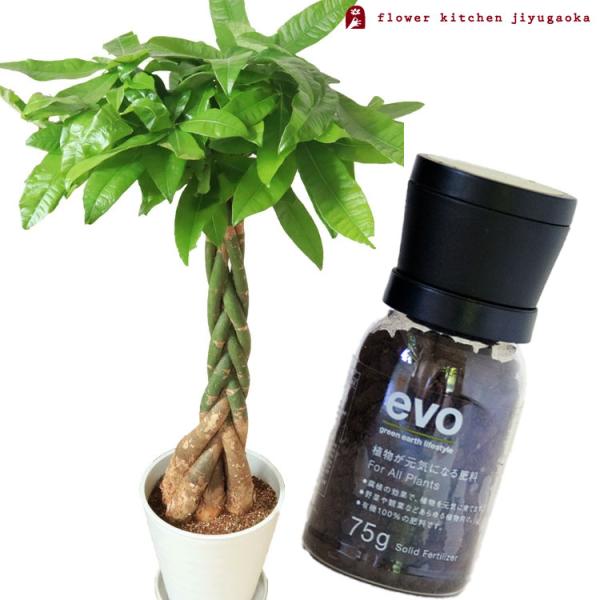 観葉植物とevo肥料のセット◆送料について本州・四国へのお届けは送料無料です。北海道・九州へのお届けは遠方送料をいただきます。◆育て方の説明しおり付き※本商品は、生花との同梱はできません。同一場所のお届けの場合も、別々にご注文下さい。ギフト...