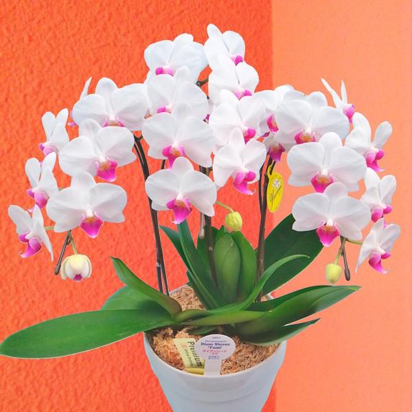 【発売日：2016年08月08日】お届け希望日の4日前迄にご注文をお願いします。※本商品は、生産地から直接お届けとなります。数々の賞を受賞し、テレビでも紹介された椎名洋ラン園のミディ胡蝶蘭。花言葉「幸せが飛んでくる」「純粋な愛」華やかで上品...