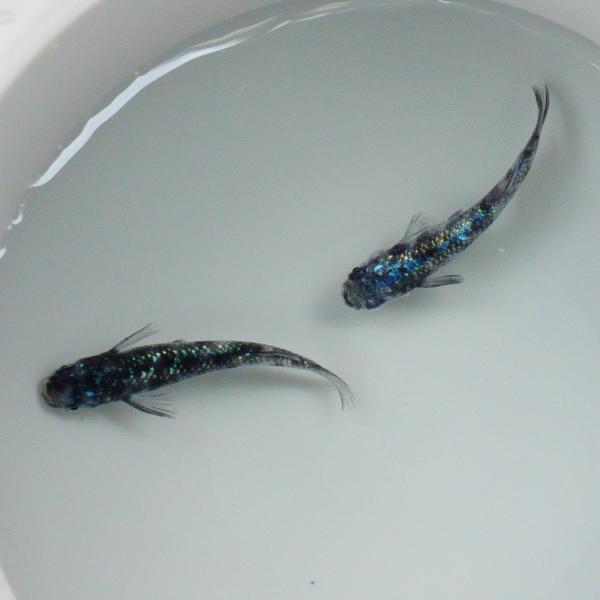 墨狼 メダカの稚魚10匹です。画像は親個体です。お送りする個体は1cmから1.5cm前後になります。(受注タイミングによりサイズは異なります。小さい場合はちょっと多めに入れます)全ての個体が画像個体のように育つとはかぎりません。サイズ的に性...