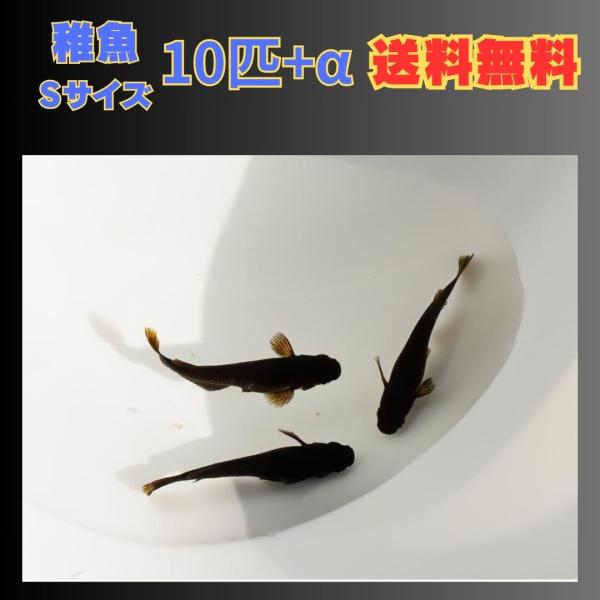 カイジ メダカの稚魚10匹です。画像は種親個体です。黒体色でヒレが黄色になるのが特徴の品種です。メス個体は黄鰭になりにくいと言われてますが親個体は雄雌ともに黄鰭個体を使用しております。お送りする個体は1cmから1.5cm前後になります。全て...