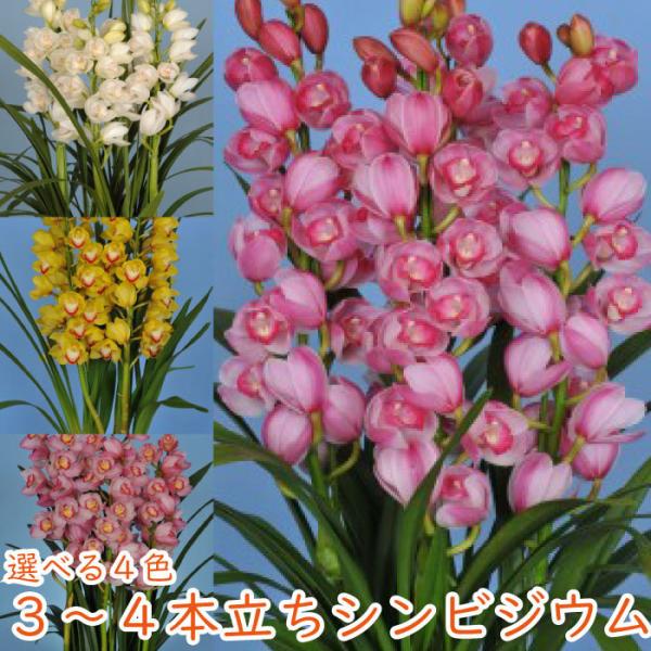 冬の蘭シンビジューム３〜４本立ちです。※商品画像は色合いのイメージとしてお考えください。※仕入れ状況により、色合いが若干変更となる場合がございます。予めご了承ください。