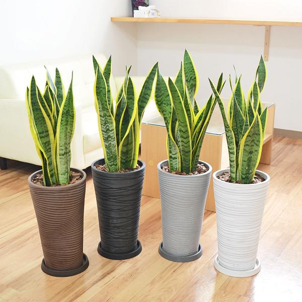 【商品サイズ】商品全体の高さ(鉢含む): 約70cm - 90cm 前後鉢: 高さ: 約38cm 幅(上部): 約22cm※植物につき、高さや形状には誤差がございます。※鉢は±数cmほどの誤差がある場合がございます。【商品内容】観葉植物 サ...