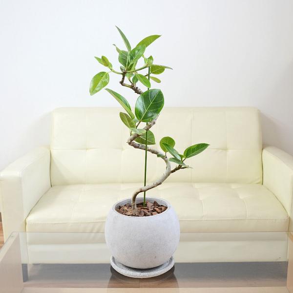 【商品サイズ】商品全体の高さ(鉢含む): 約50cm - 70cm 前後鉢: 高さ :約16cm 幅:約19cm※植物につき、高さや形状には誤差がございます。※鉢や受け皿は素材の特性上、キズや割れ、色ムラ、多少のグラつきなどある場合がござい...