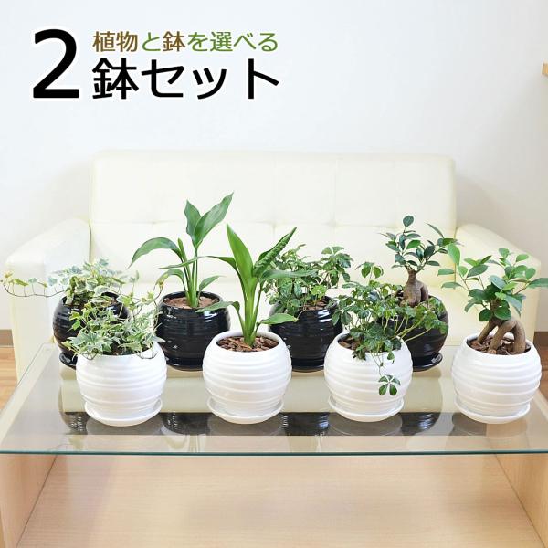 【商品サイズ】商品全体の高さ(鉢含む): 約15cm - 50cm 前後(植物の種類によって異なります)鉢: 高さ: 約11cm 幅: 約15cm※植物につき、高さや形状には誤差がございます。※鉢は±数cmほどの誤差がある場合がございます。...