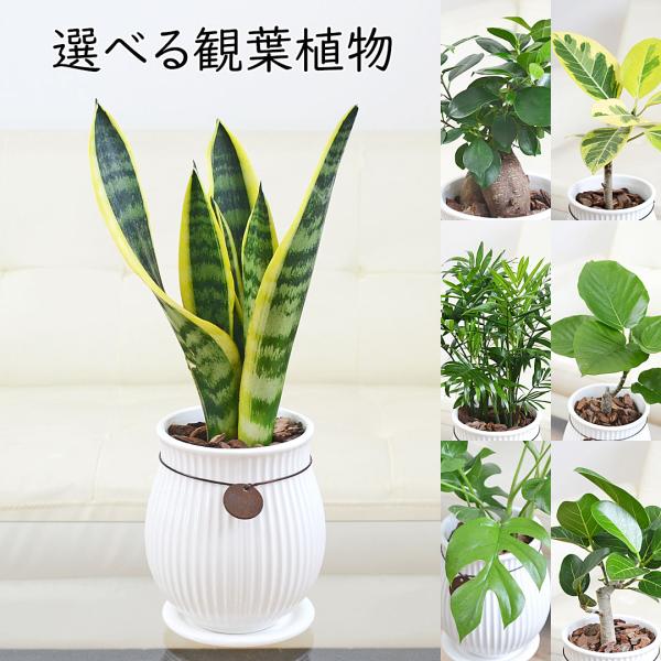 【商品サイズ】商品全体の高さ(鉢含む)アルテシーマ、ウンベラータ、ベンガルゴム: 約25cm - 45cm 前後ガジュマル、ヒメモンステラ: 約25cm - 40cm 前後サンスベリア、テーブルヤシ: 約30cm - 50cm 前後鉢の高さ...